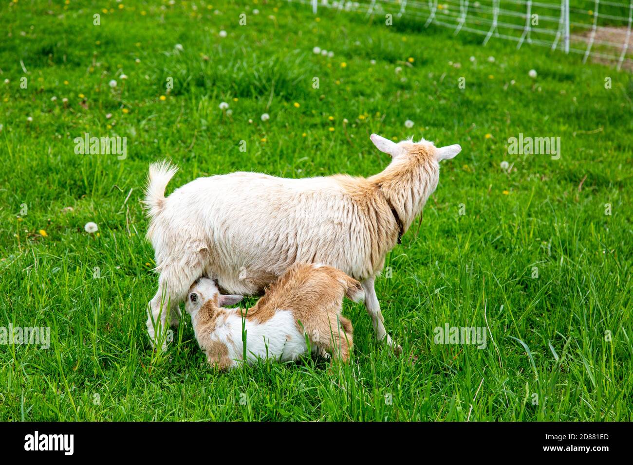 A Nigerian Dwarf goat kid nurses from his mother on a DeKalb County ...
