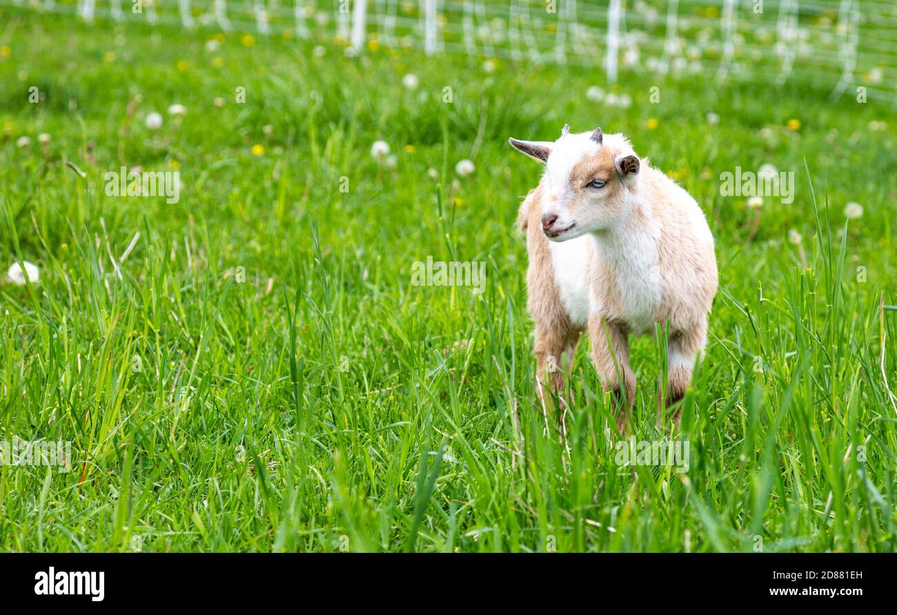Nigerian dwarf goat hi-res stock photography and images - Alamy