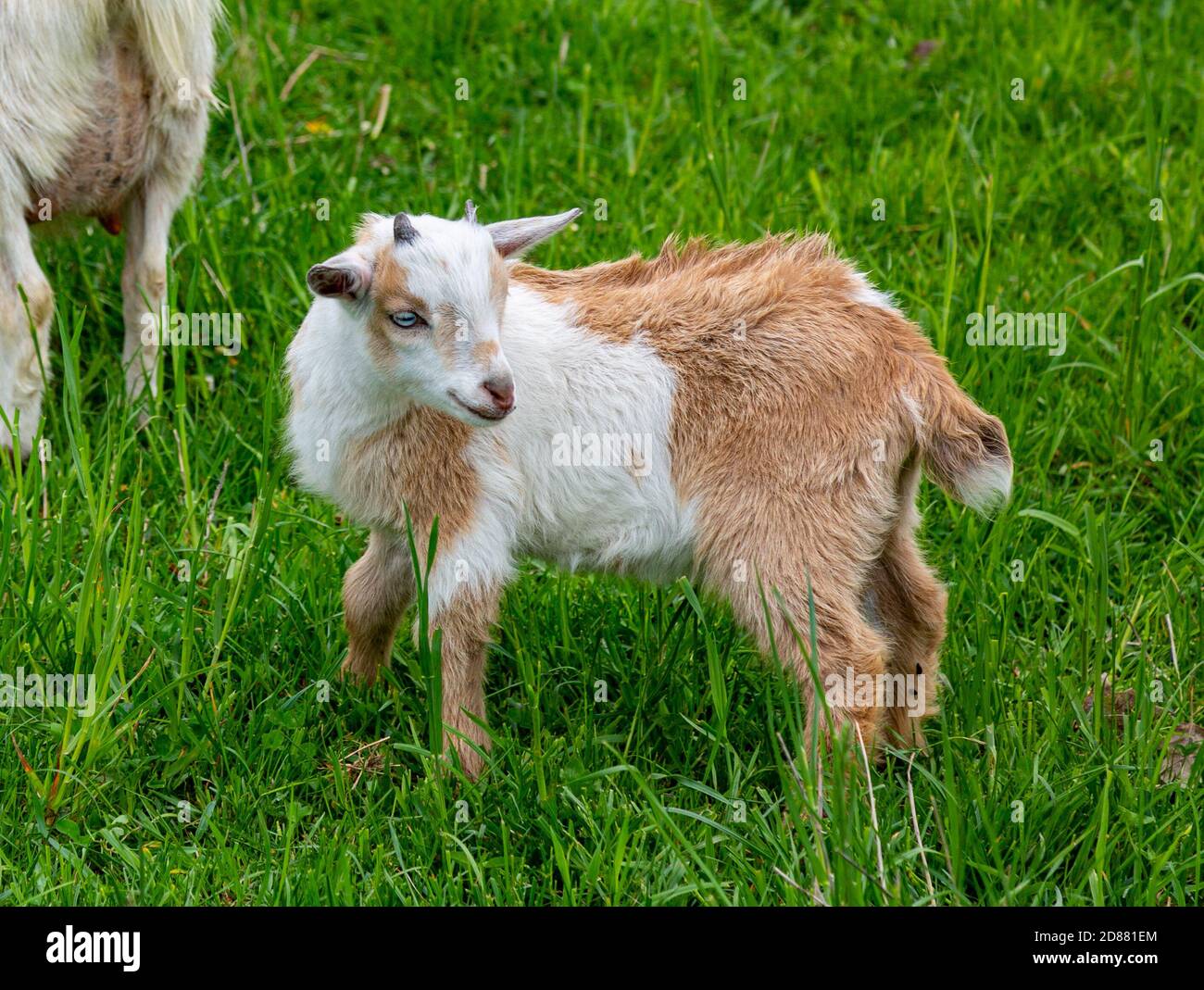 Nigerian dwarf goat hi-res stock photography and images - Alamy