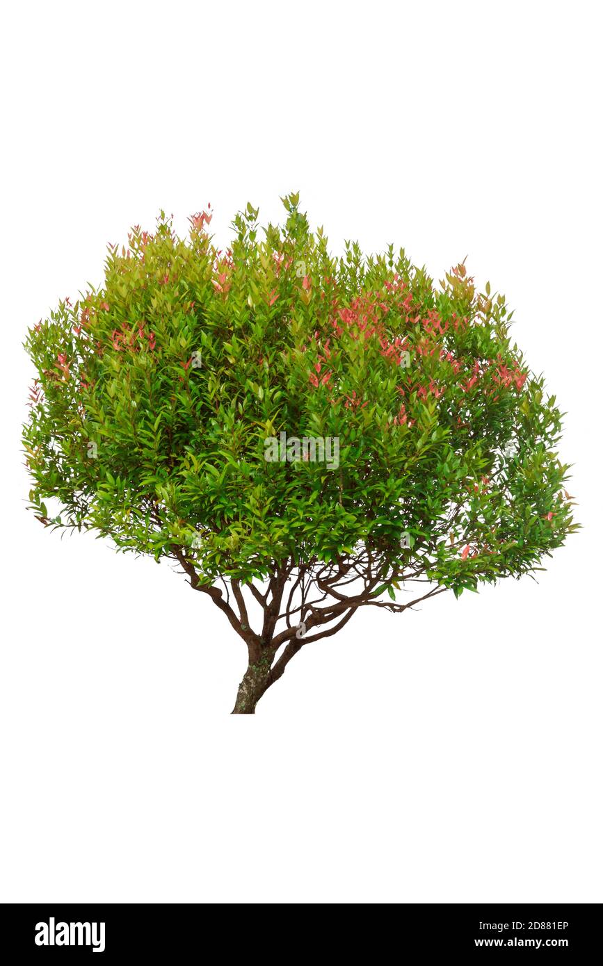 flower bush tree isolated on white background Stock Photo - Alamy