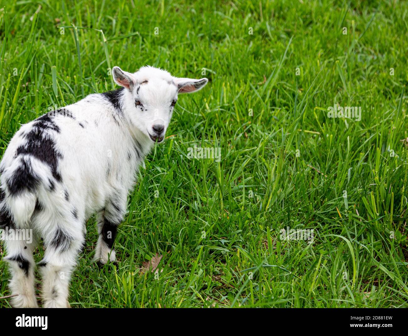 Nigerian dwarf goat hi-res stock photography and images - Alamy