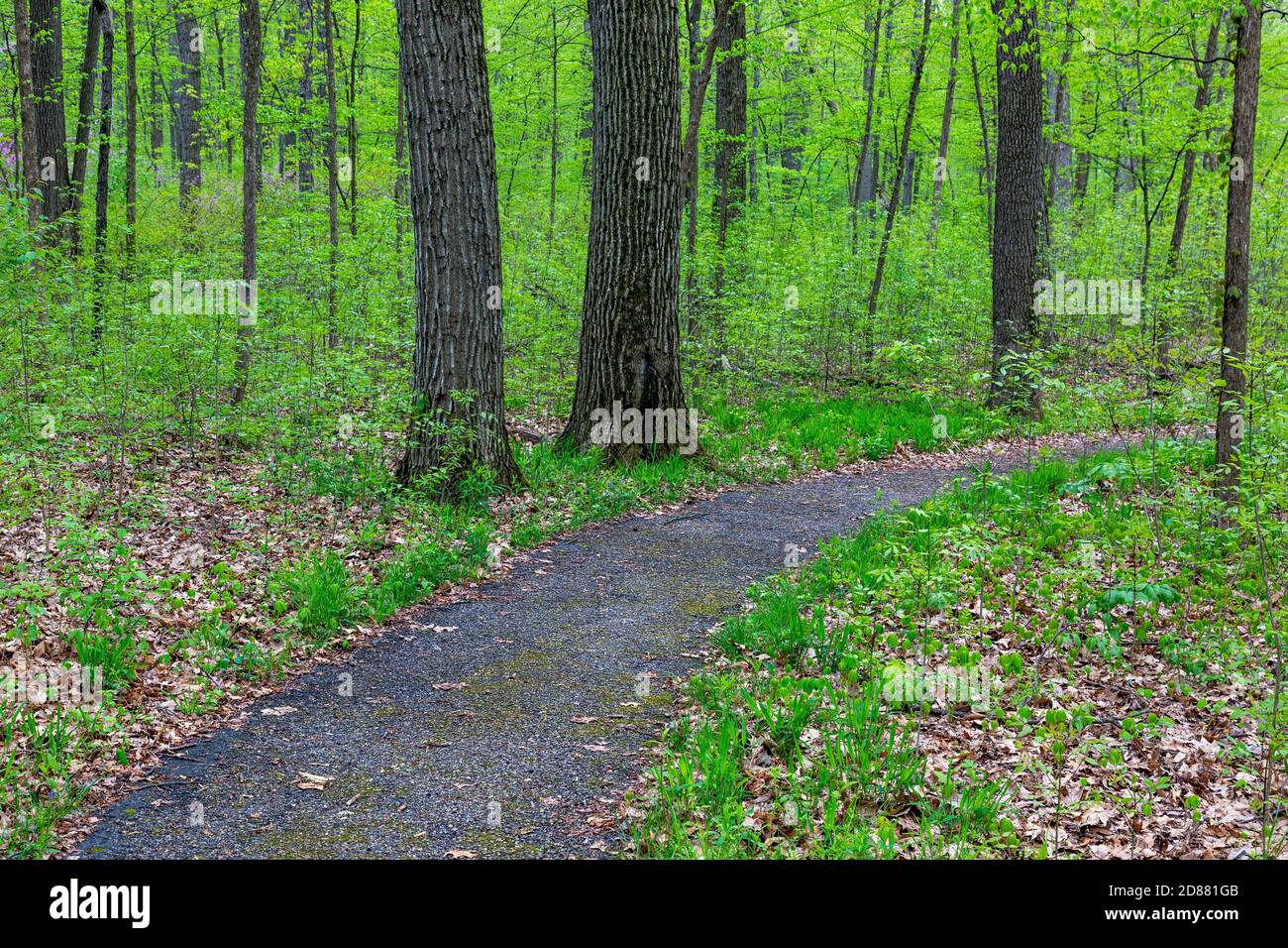 A trail winds through the forest at Pokagon State Park near Angola ...