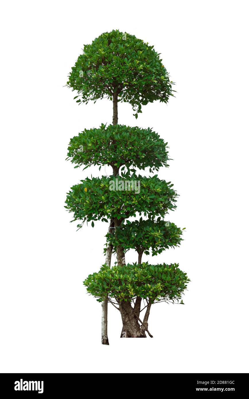 Green tree isolated on a white background Stock Photo - Alamy