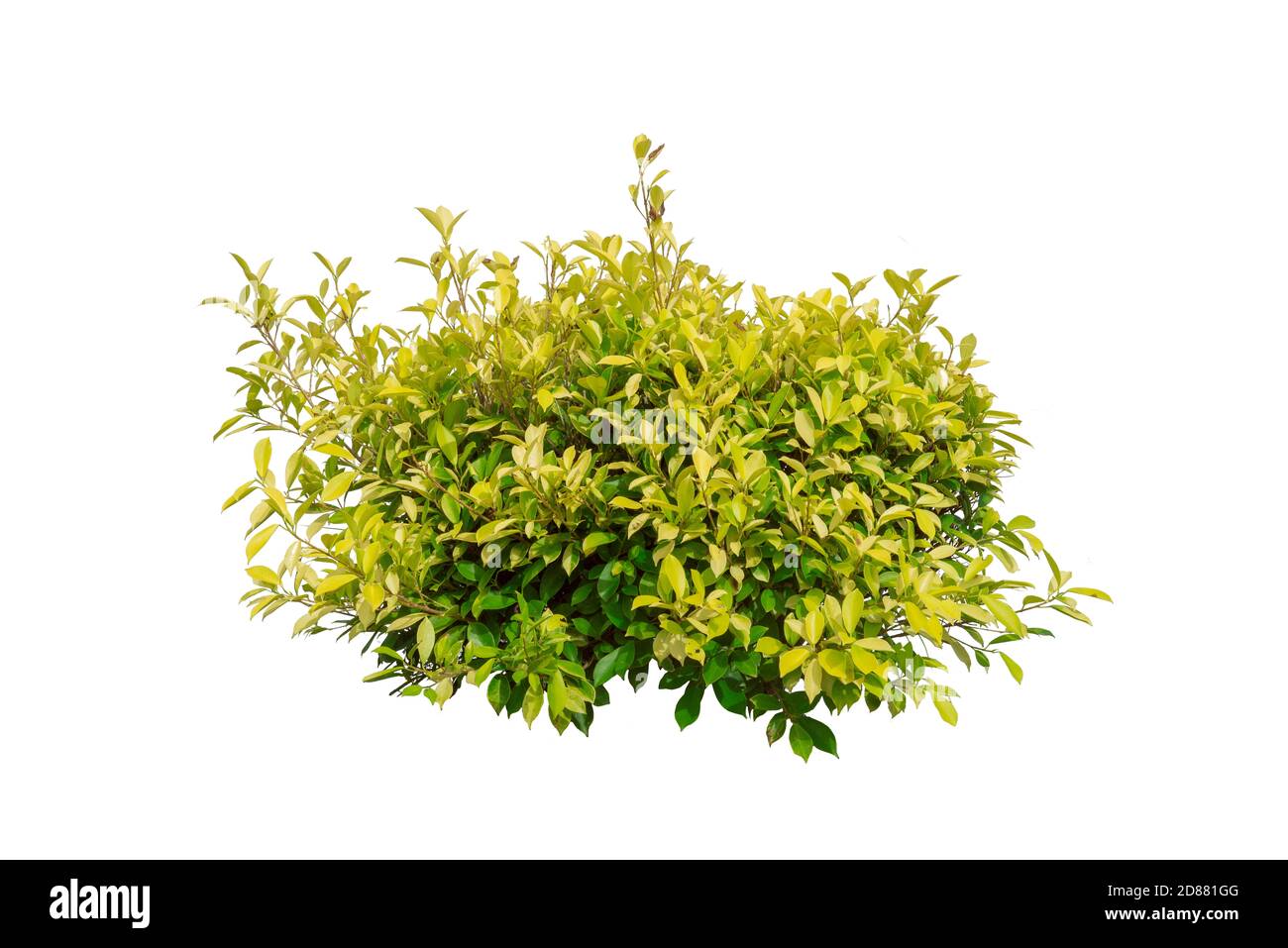 Tropical bush tree isolated on white background with clipping path ...