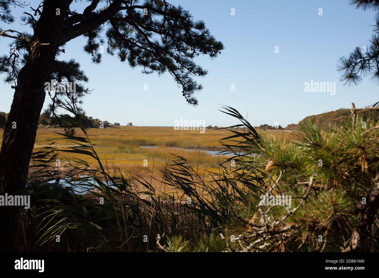 Marsh grass cape cod hi-res stock photography and images - Alamy