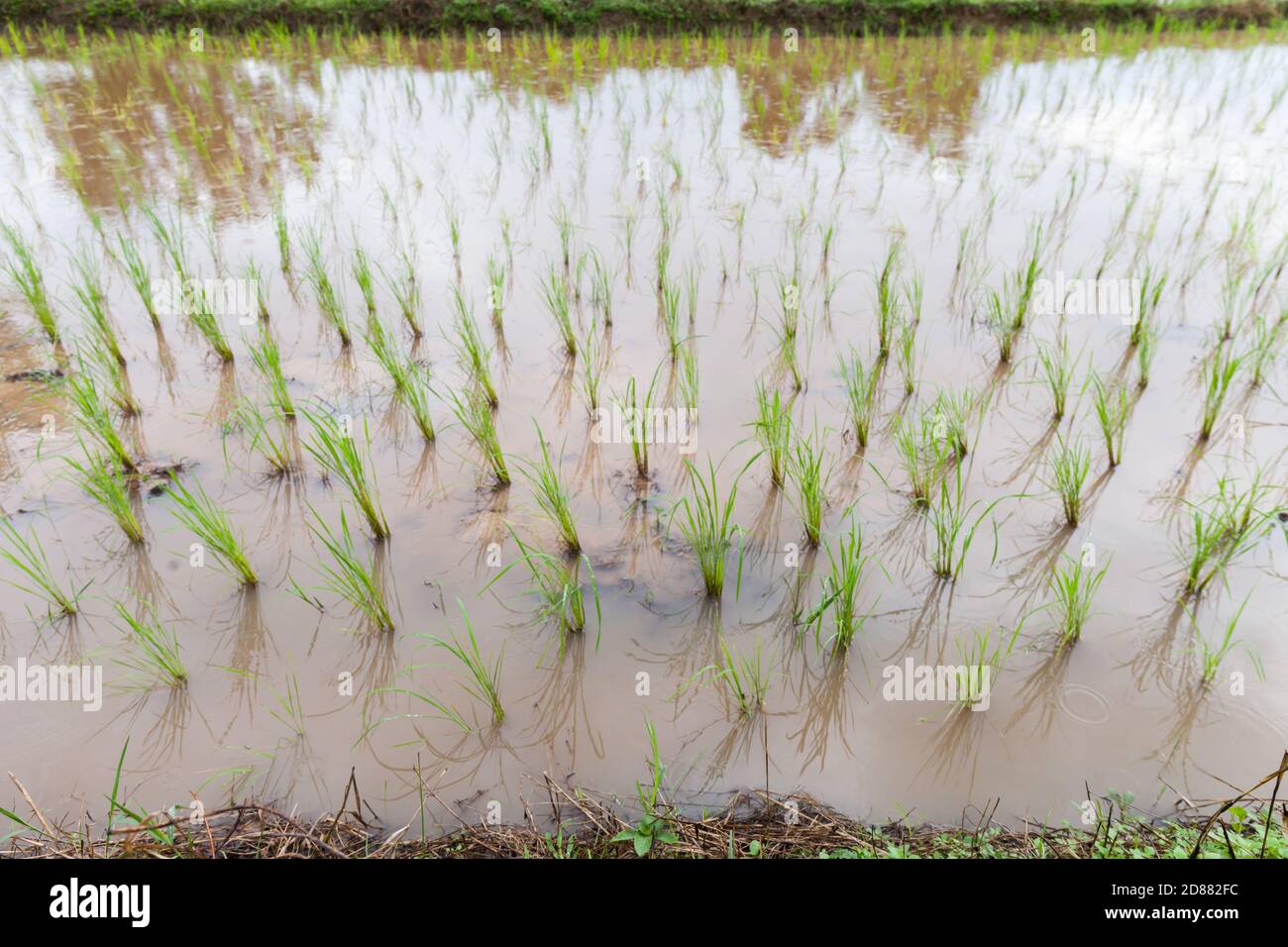 Rice planters hi-res stock photography and images - Alamy
