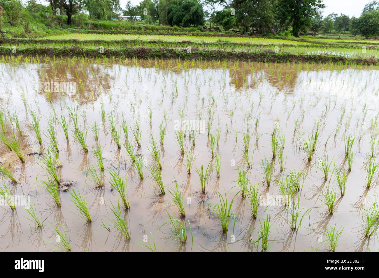 Rice planters hi-res stock photography and images - Alamy