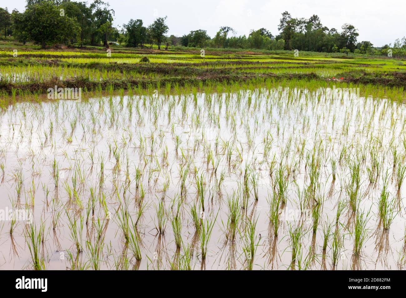 Rice planters hi-res stock photography and images - Alamy