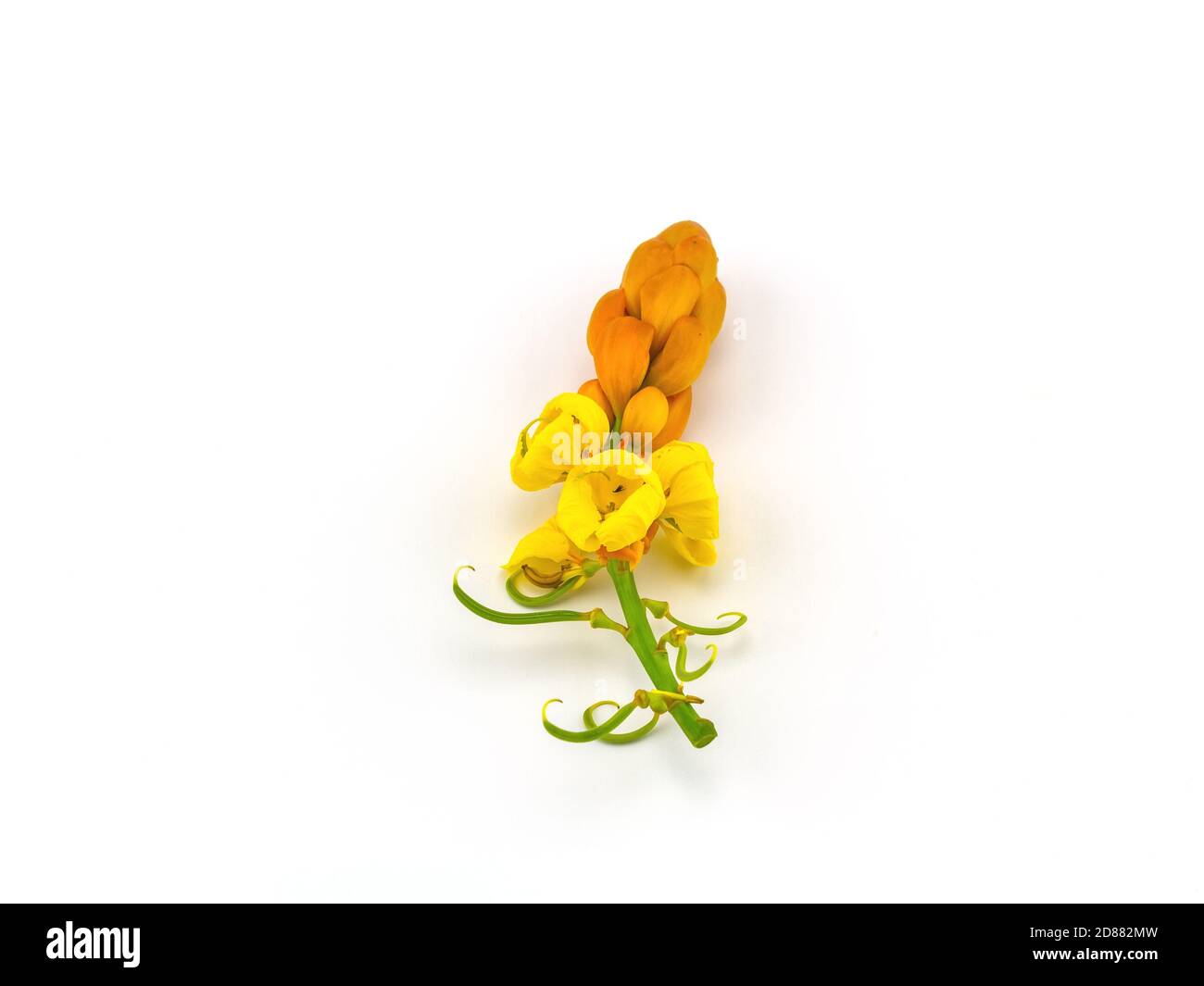 Close up Senna alata flower on white background , the flower of herbal ...