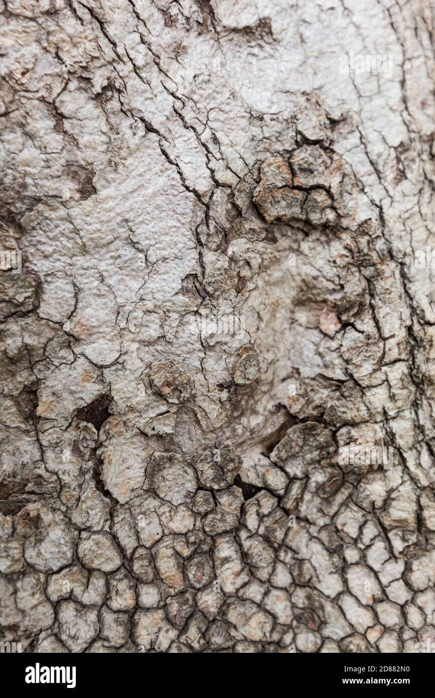 Old Wood Tree Texture Background Pattern Stock Photo - Alamy