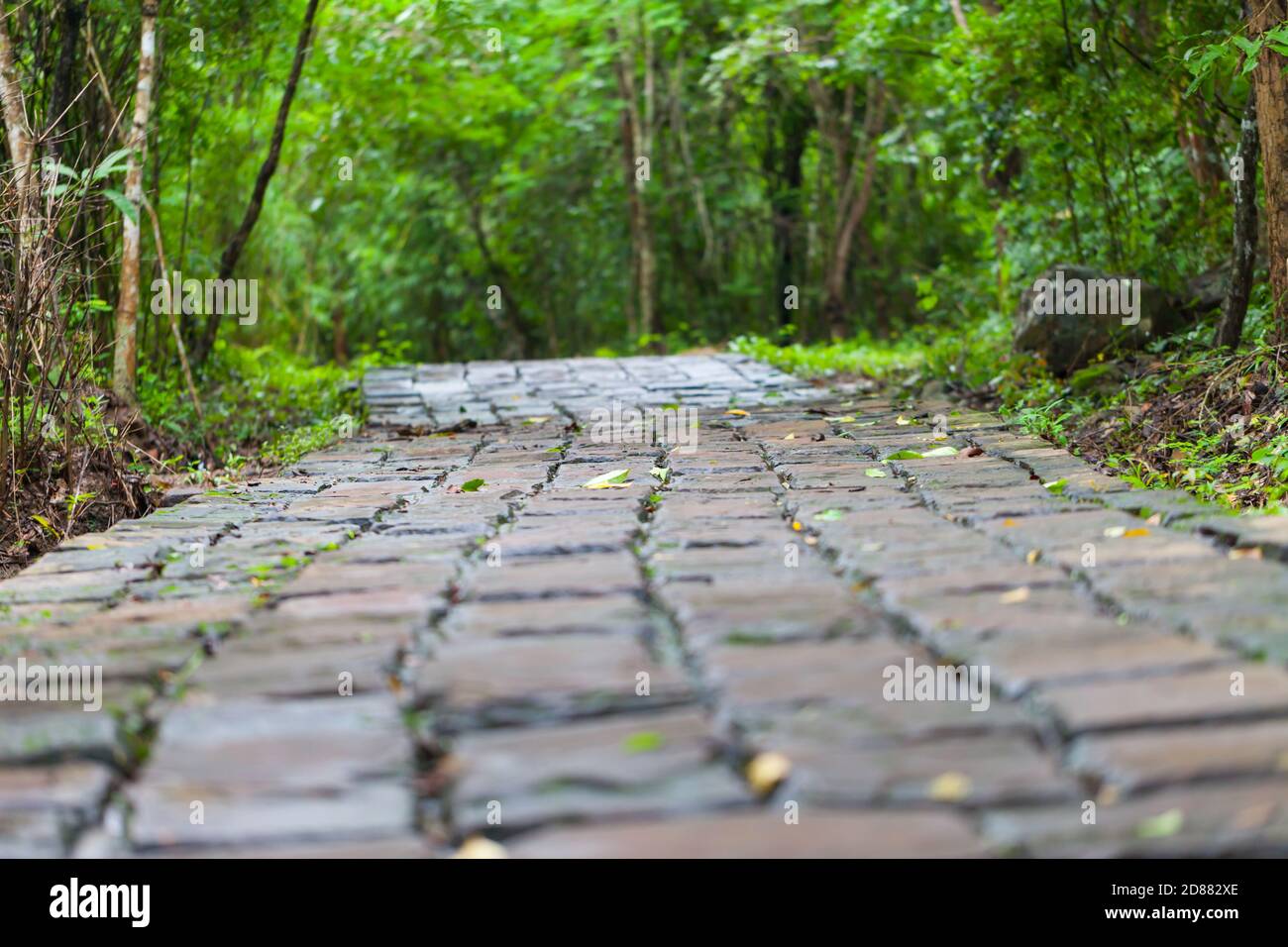 Stone pathway passing thru the Waterfall , Thailand Stock Photo - Alamy