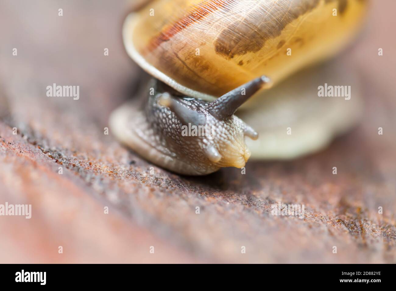 Snail crawling on pine-tree stump,Thailand Stock Photo - Alamy