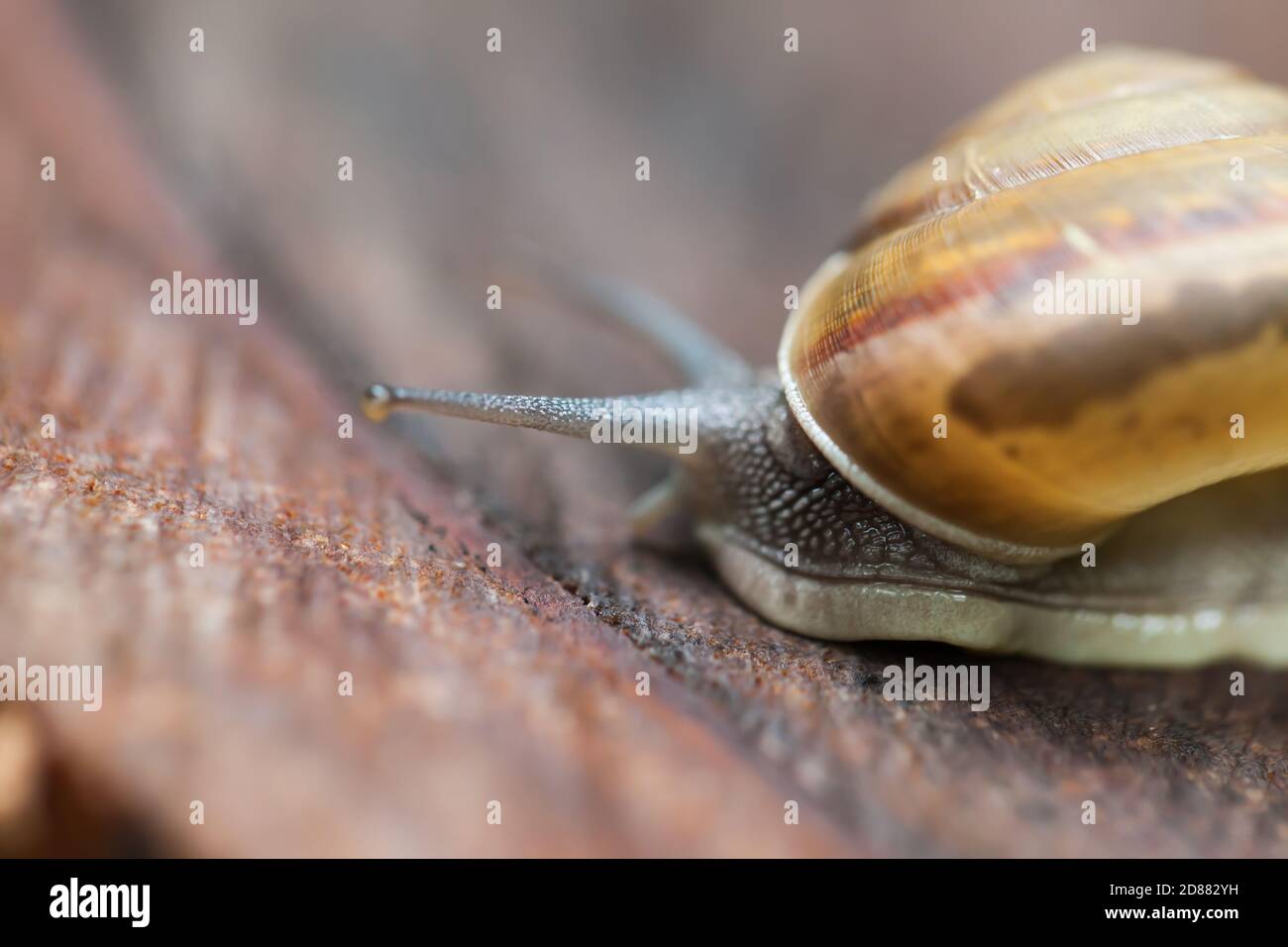 Snail crawling on pine-tree stump,Thailand Stock Photo - Alamy