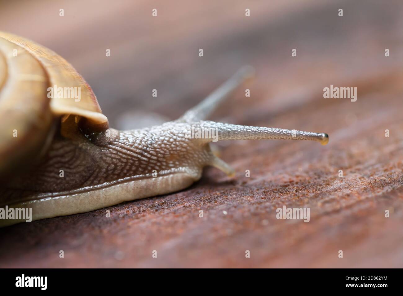 Snail crawling on pine-tree stump,Thailand Stock Photo - Alamy