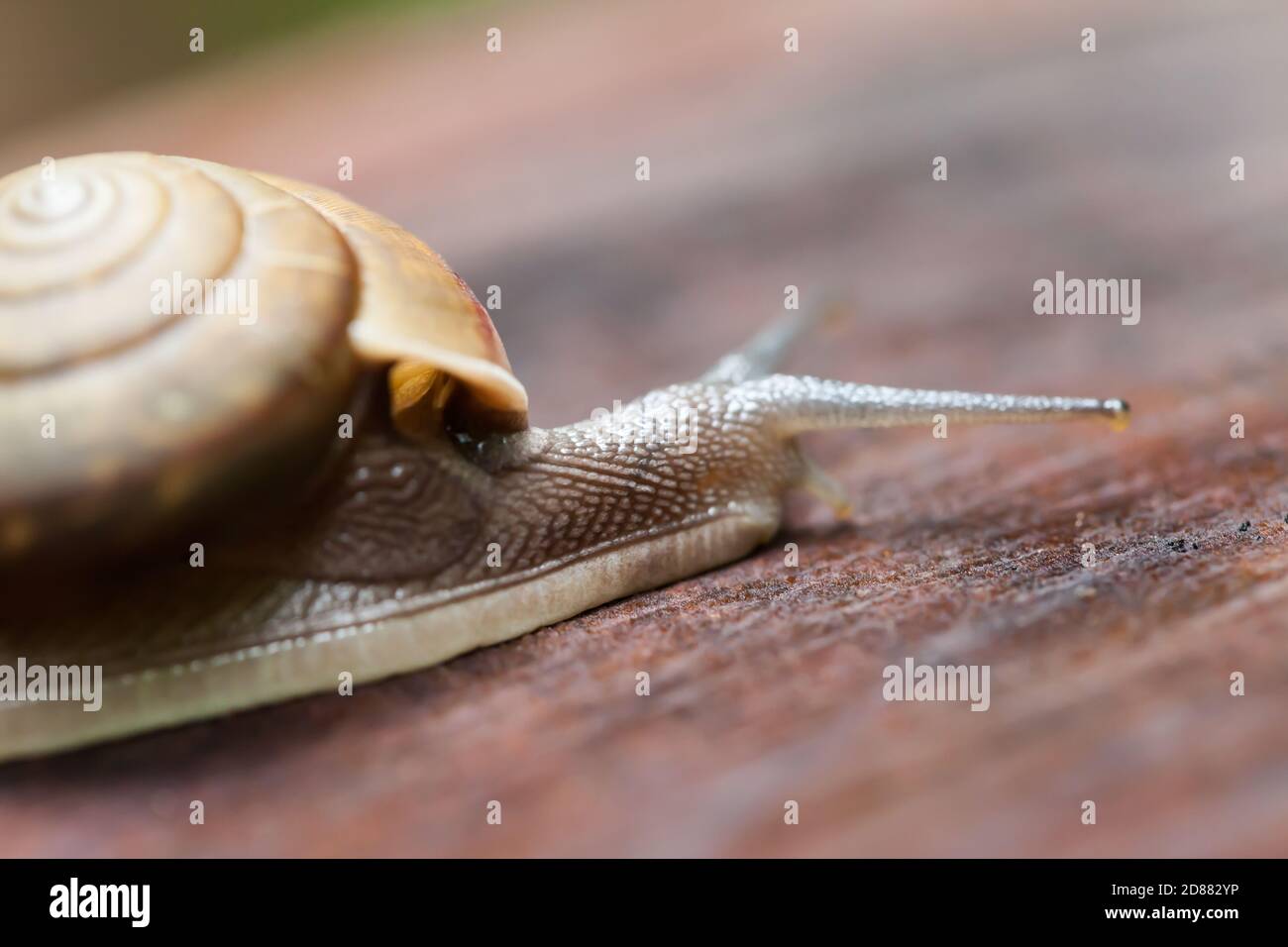 Snail crawling on pine-tree stump,Thailand Stock Photo - Alamy