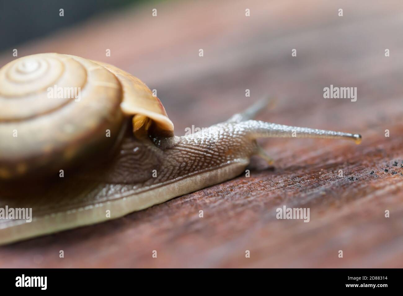 Snail crawling on pine-tree stump,Thailand Stock Photo - Alamy