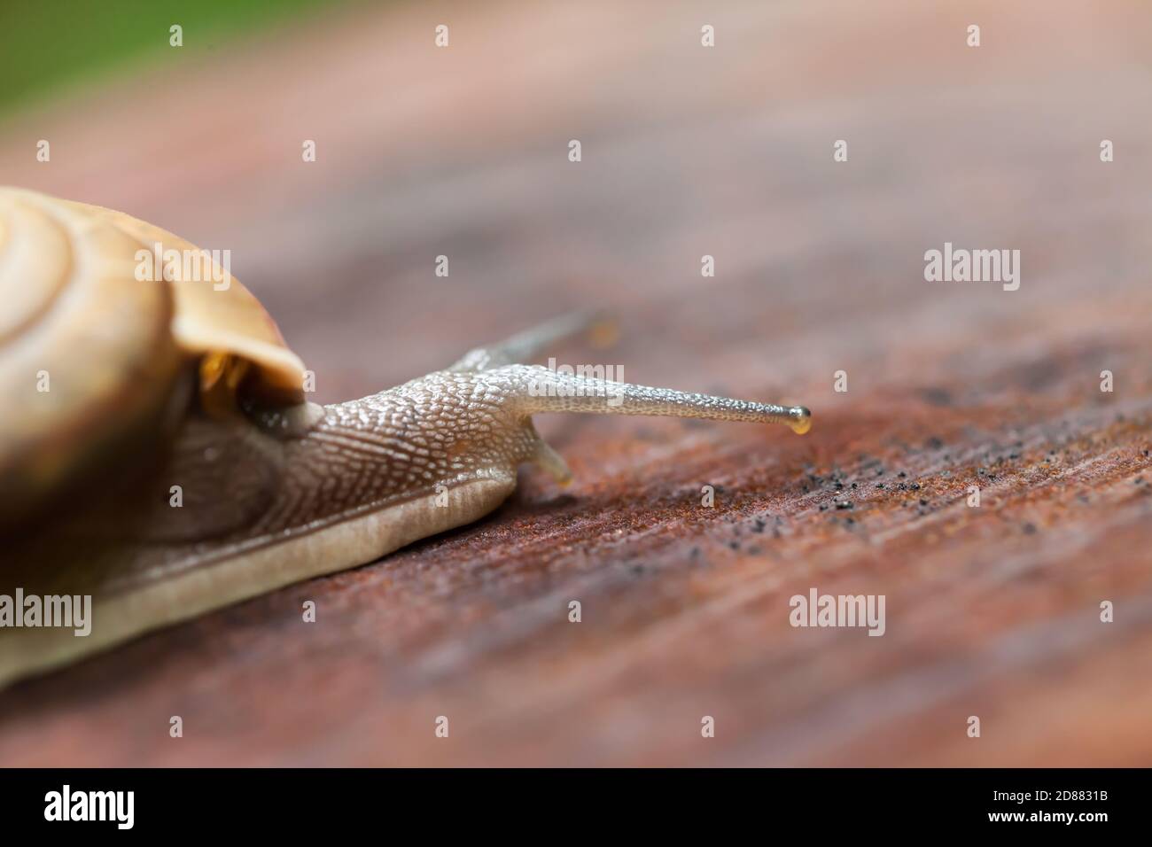 Snail crawling on pine-tree stump,Thailand Stock Photo - Alamy