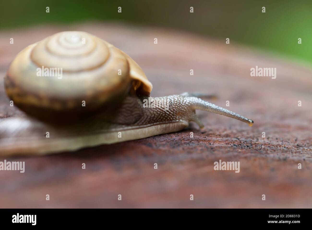 Snail crawling on pine-tree stump,Thailand Stock Photo - Alamy
