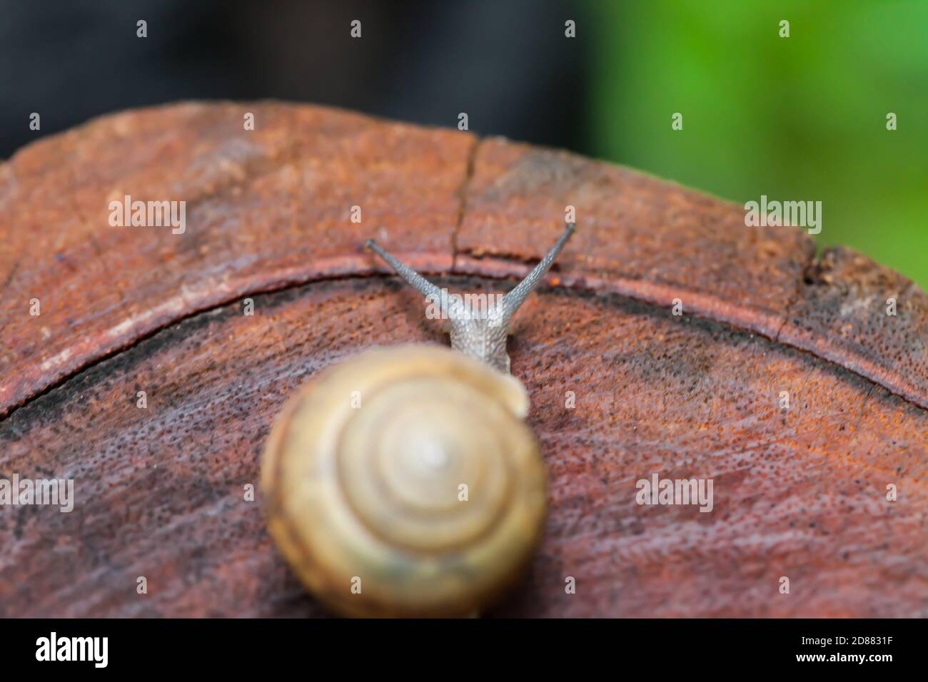 Crawling down tree hi-res stock photography and images - Alamy