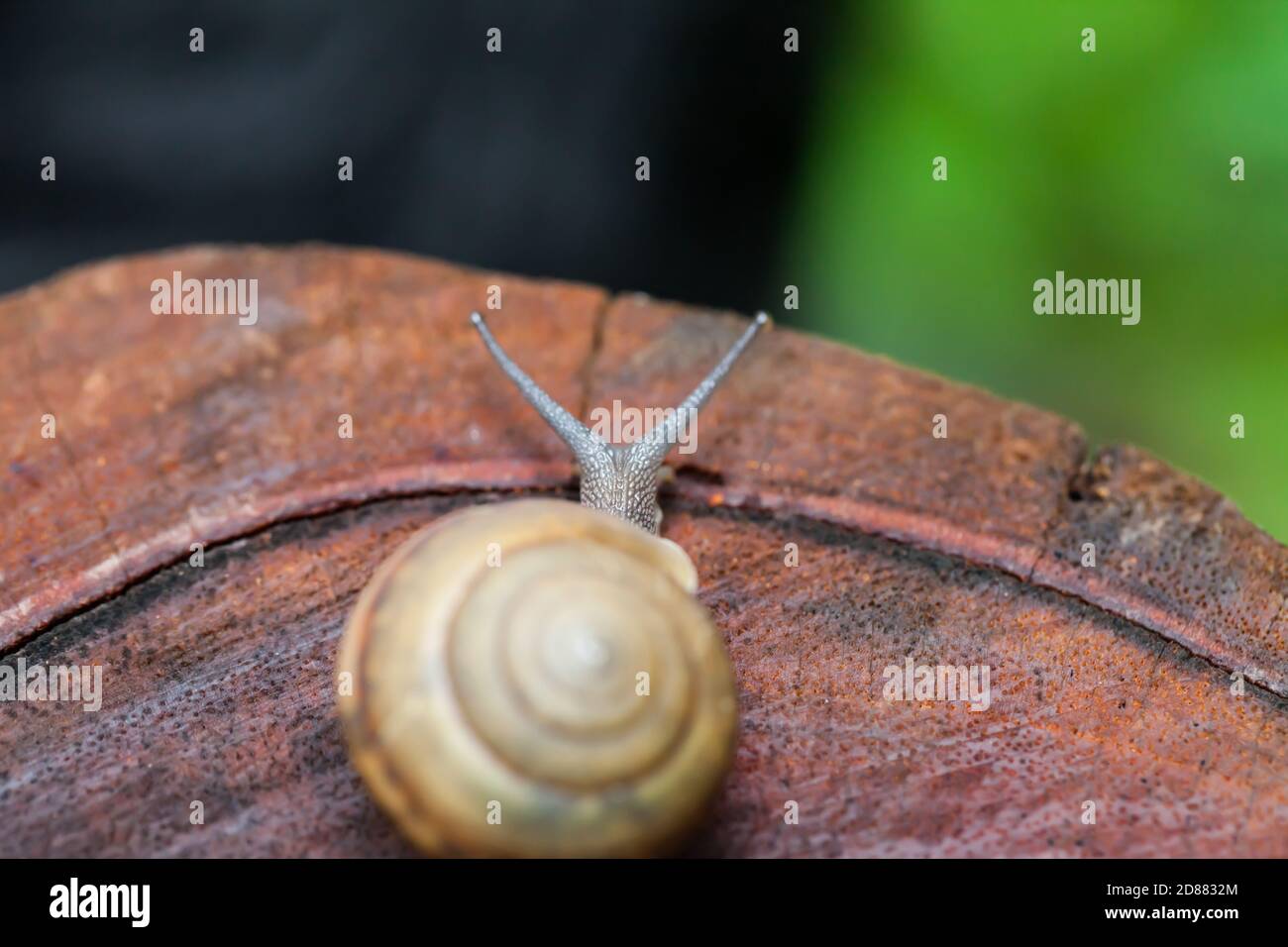 Snail crawling on pine-tree stump,Thailand Stock Photo - Alamy