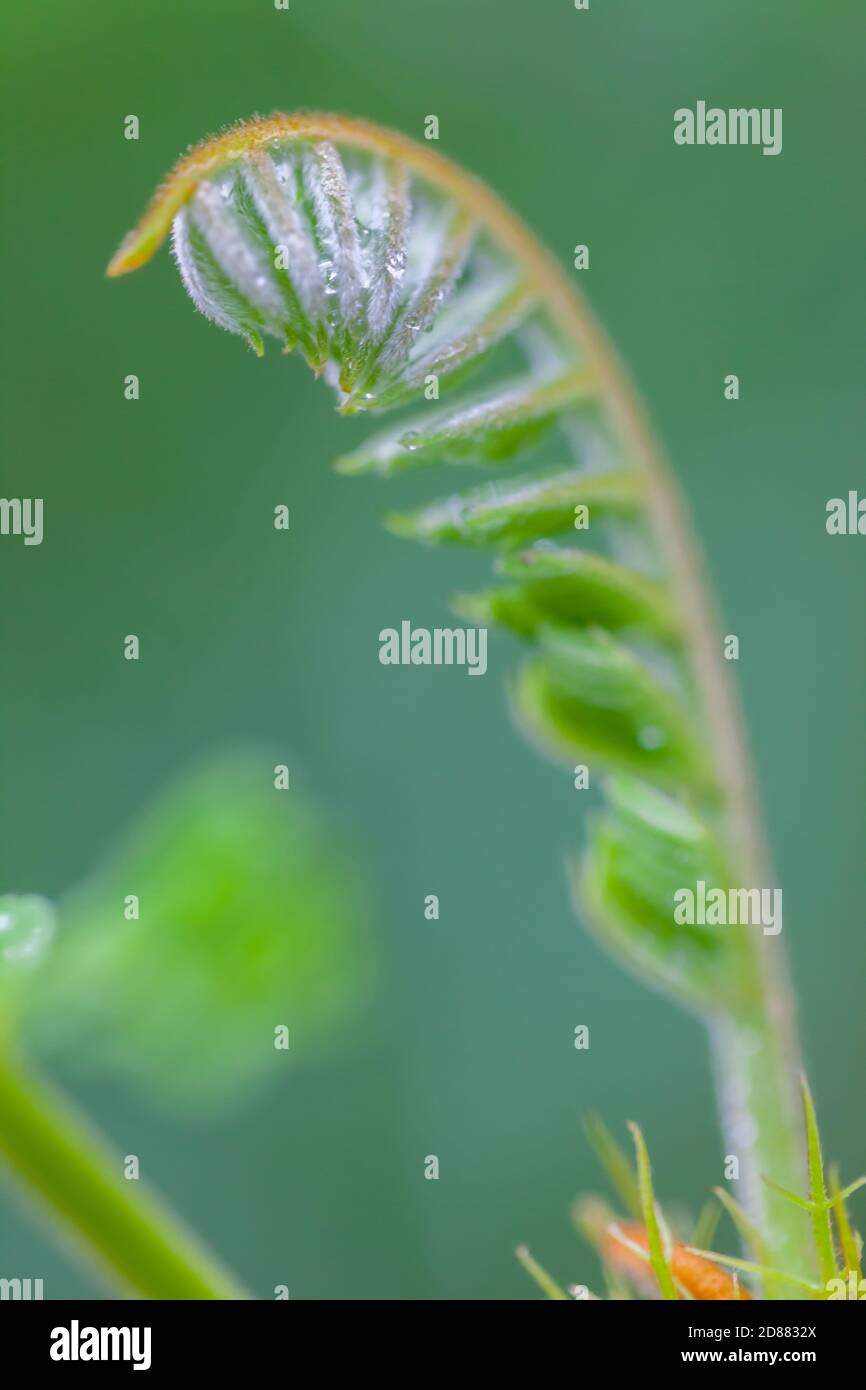 morning nature background with beautiful dew drops close up Stock Photo ...