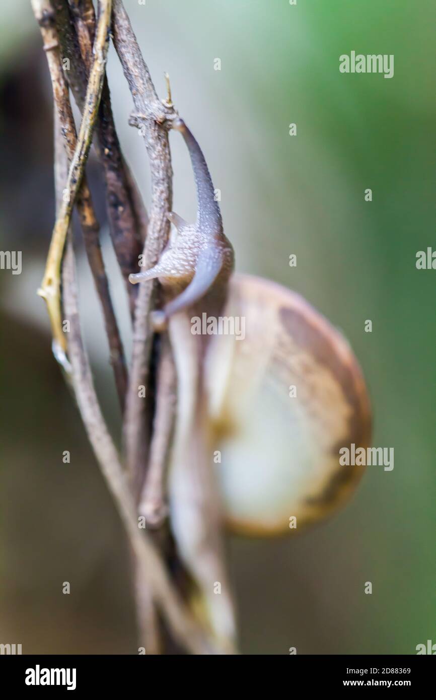 Snail crawling on green stem of plant in the forest Stock Photo - Alamy
