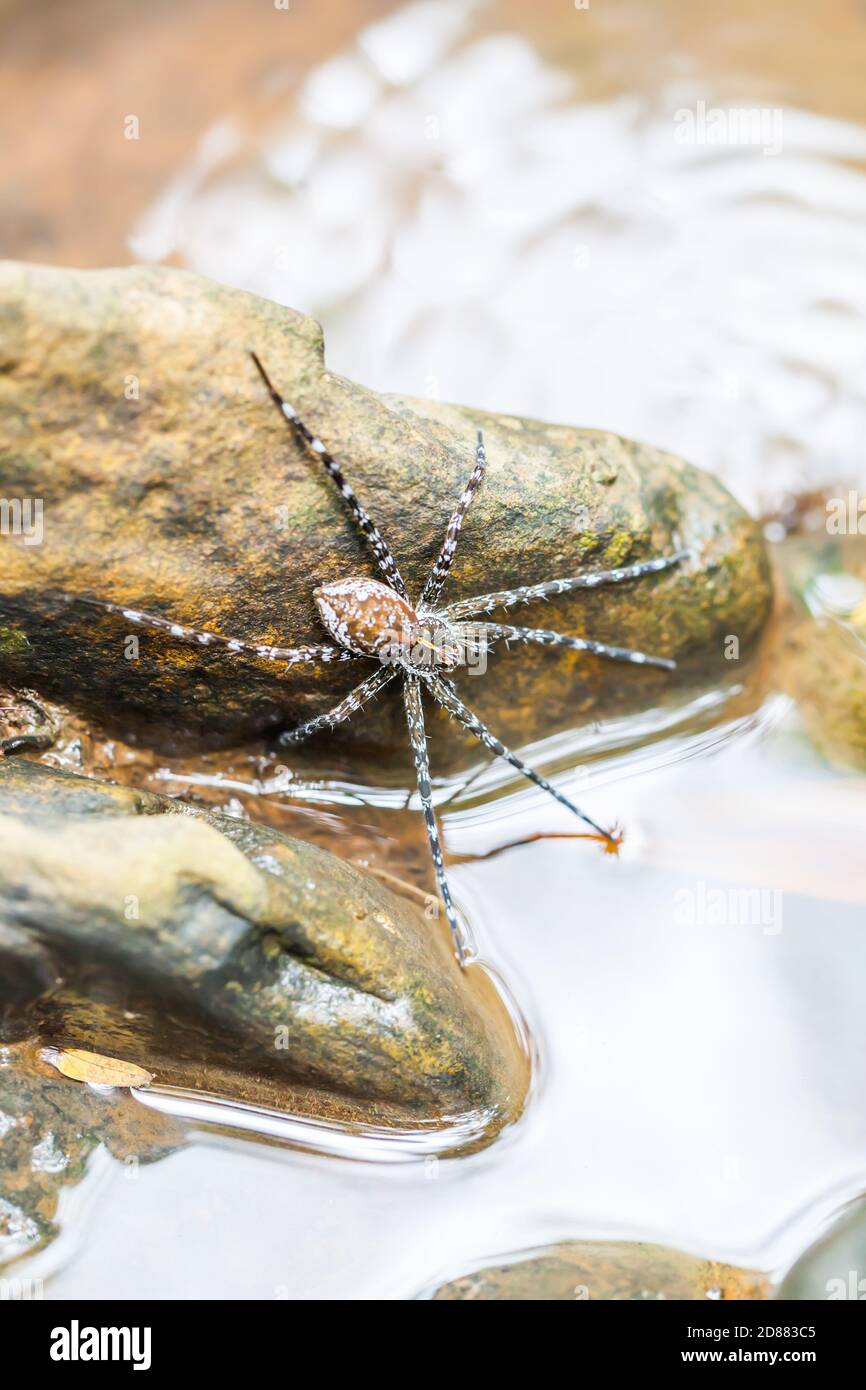 Spider on the rock in the waterfall, Thailand Stock Photo - Alamy