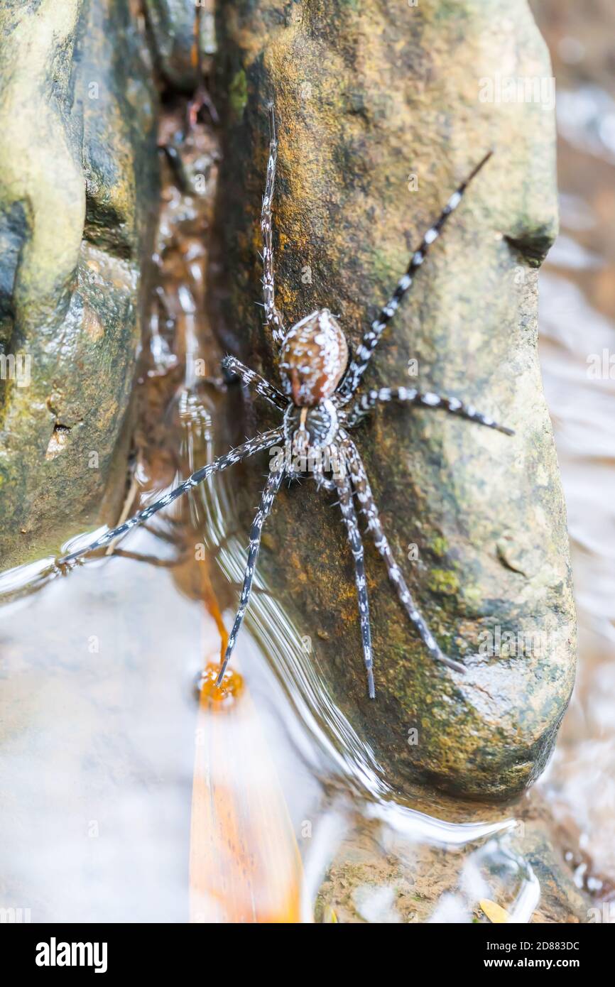 Spider on the rock in the waterfall, Thailand Stock Photo - Alamy