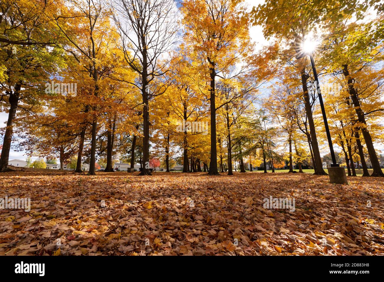 The scenic leaves of gold hi-res stock photography and images - Alamy