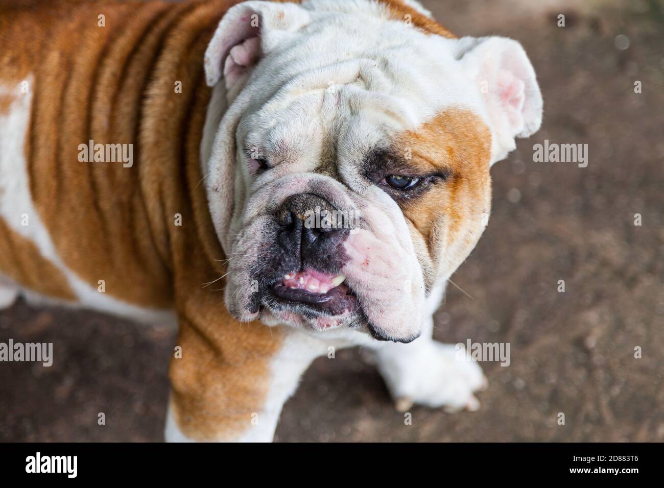 Are English Bulldogs Aggresive