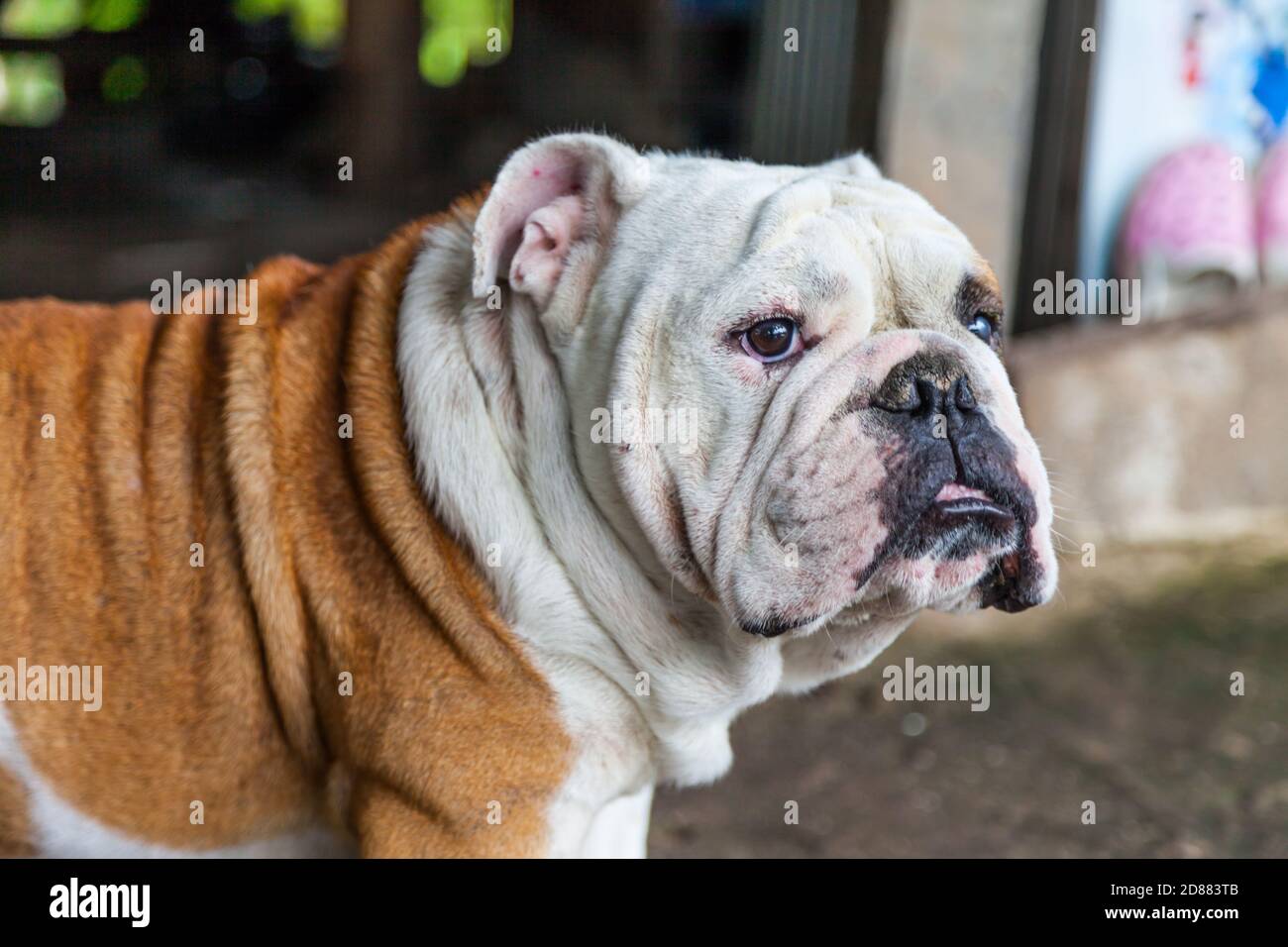 Are Male Bulldogs Aggressive