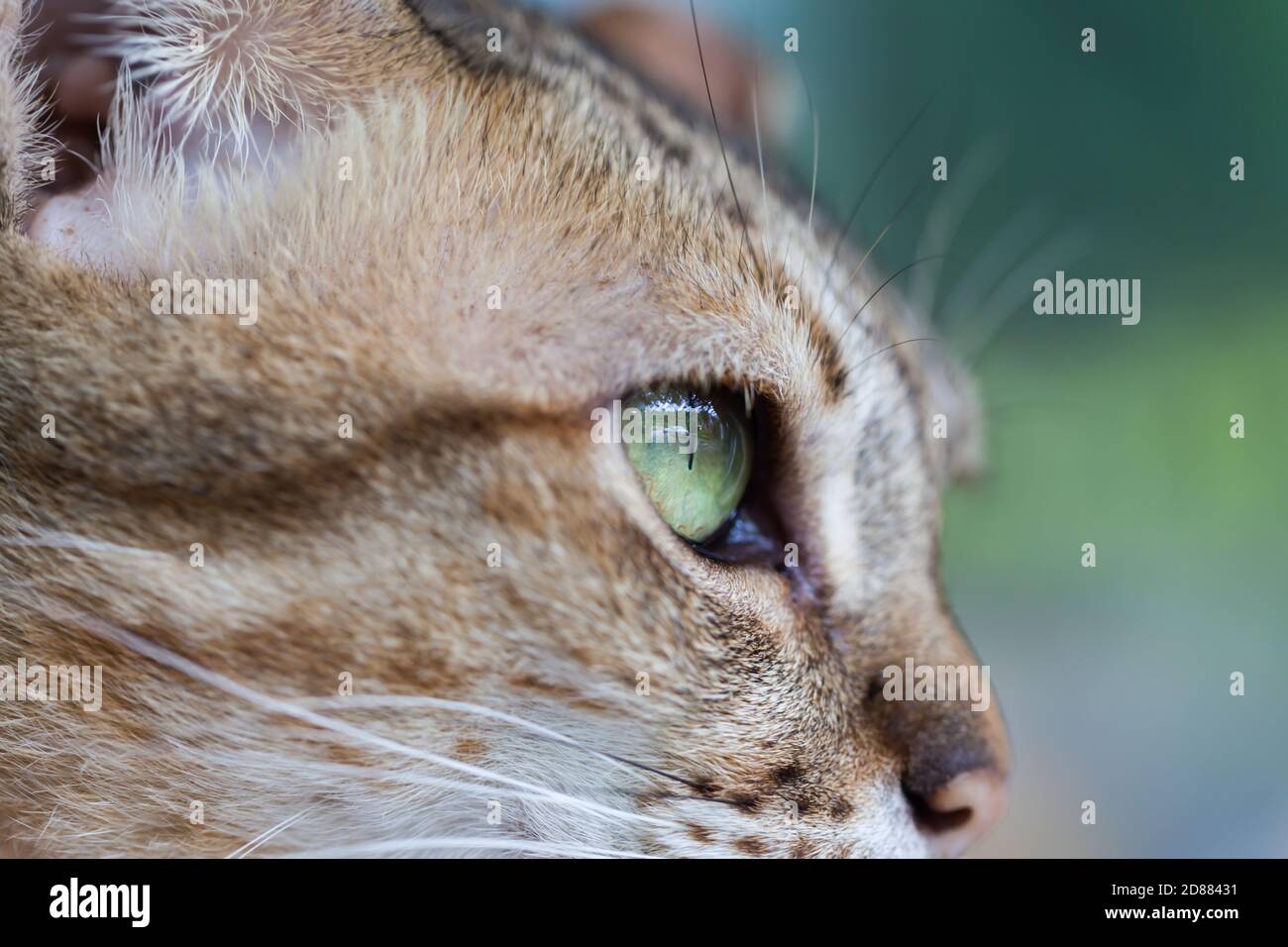Bengal cat in light brown and cream looking with pleading Stock Photo ...