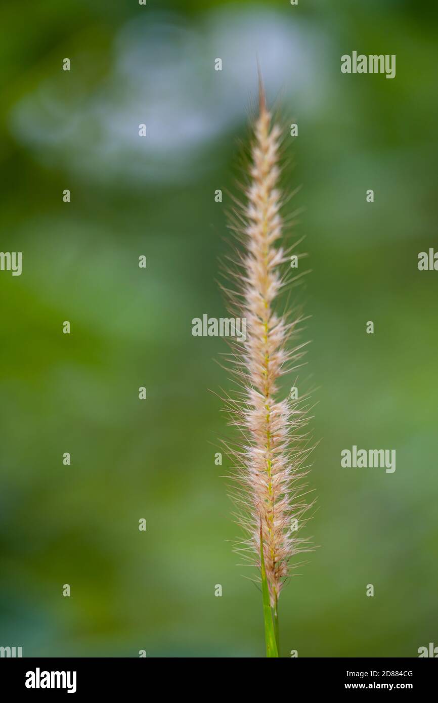 Closeup feather grass needle hi-res stock photography and images - Alamy