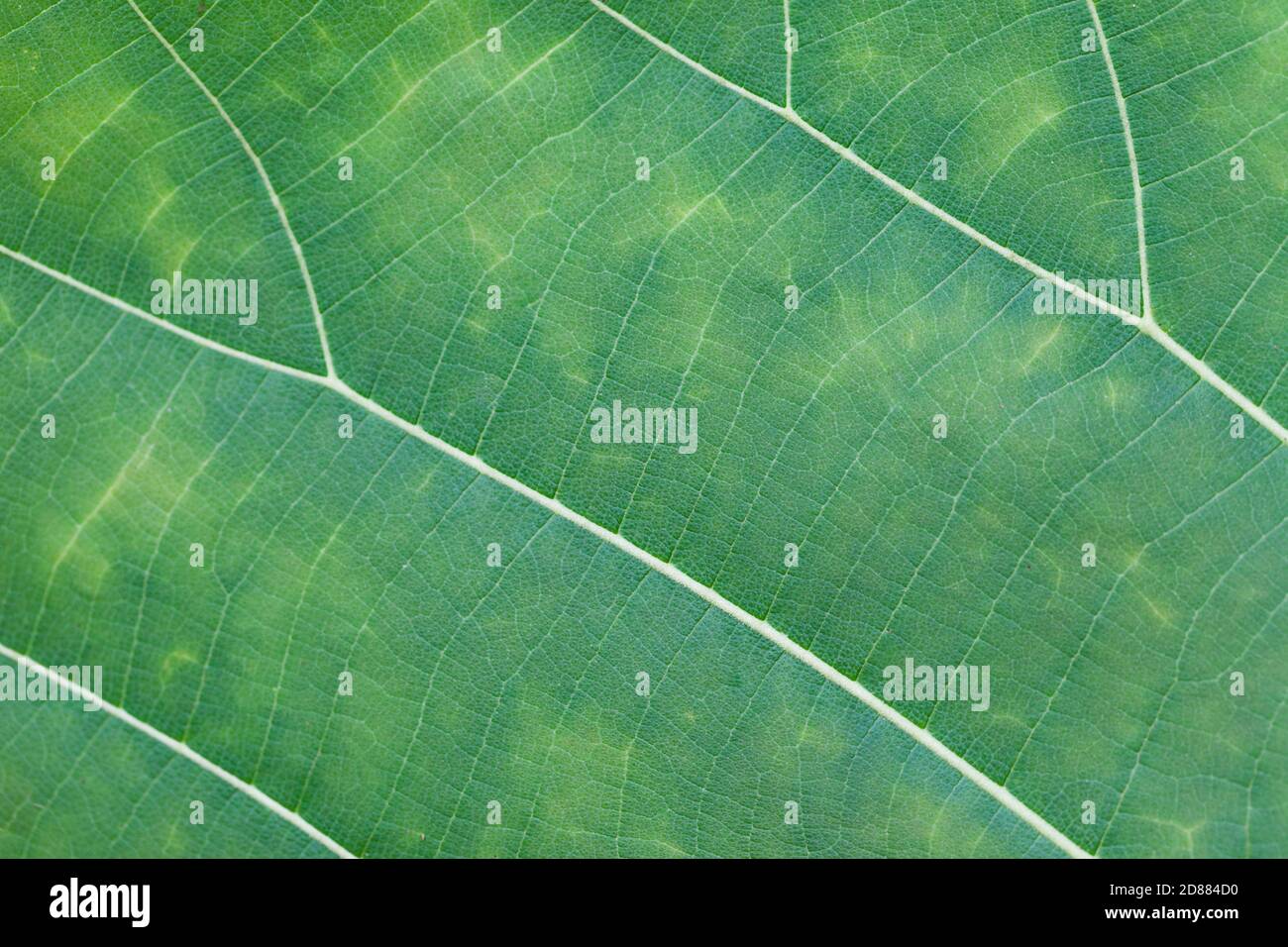 Green leaf texture ,Nature Stock Photo - Alamy