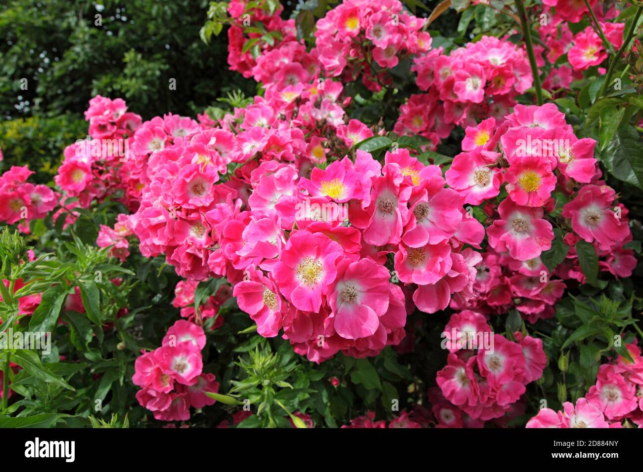 American Pillar Rose, Rosaceae, Rosa, Rambling Rose UK Stock Photo - Alamy