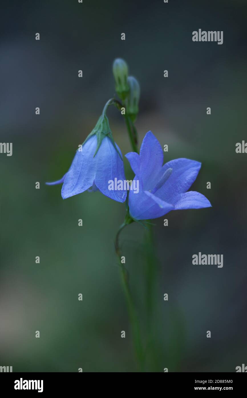 Scottish bluebell hi-res stock photography and images - Alamy