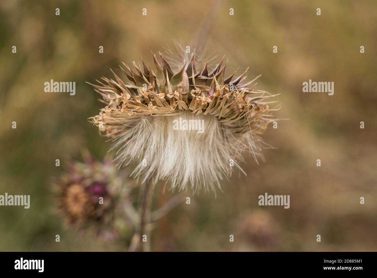 Seedheads and thistledown of the Musk Thistle in Grand Teton National ...