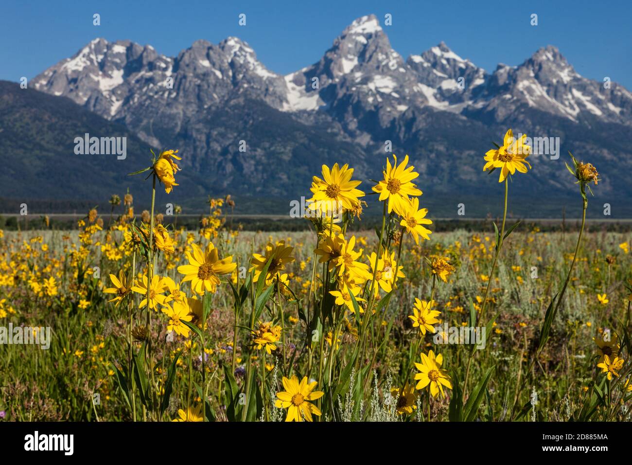 Goldeneye wildflowers hi-res stock photography and images - Alamy
