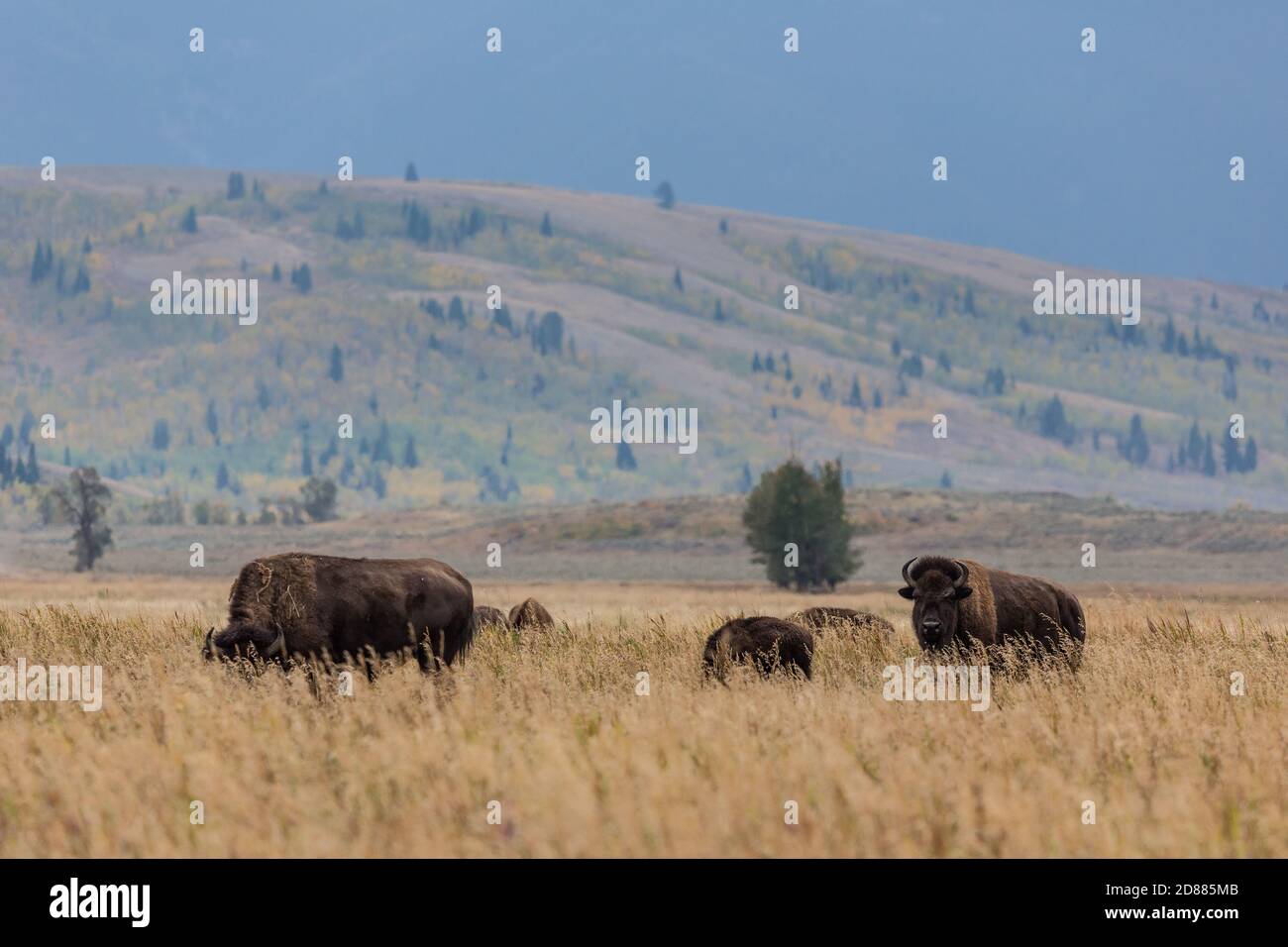 American bison yellow grass hi-res stock photography and images - Alamy