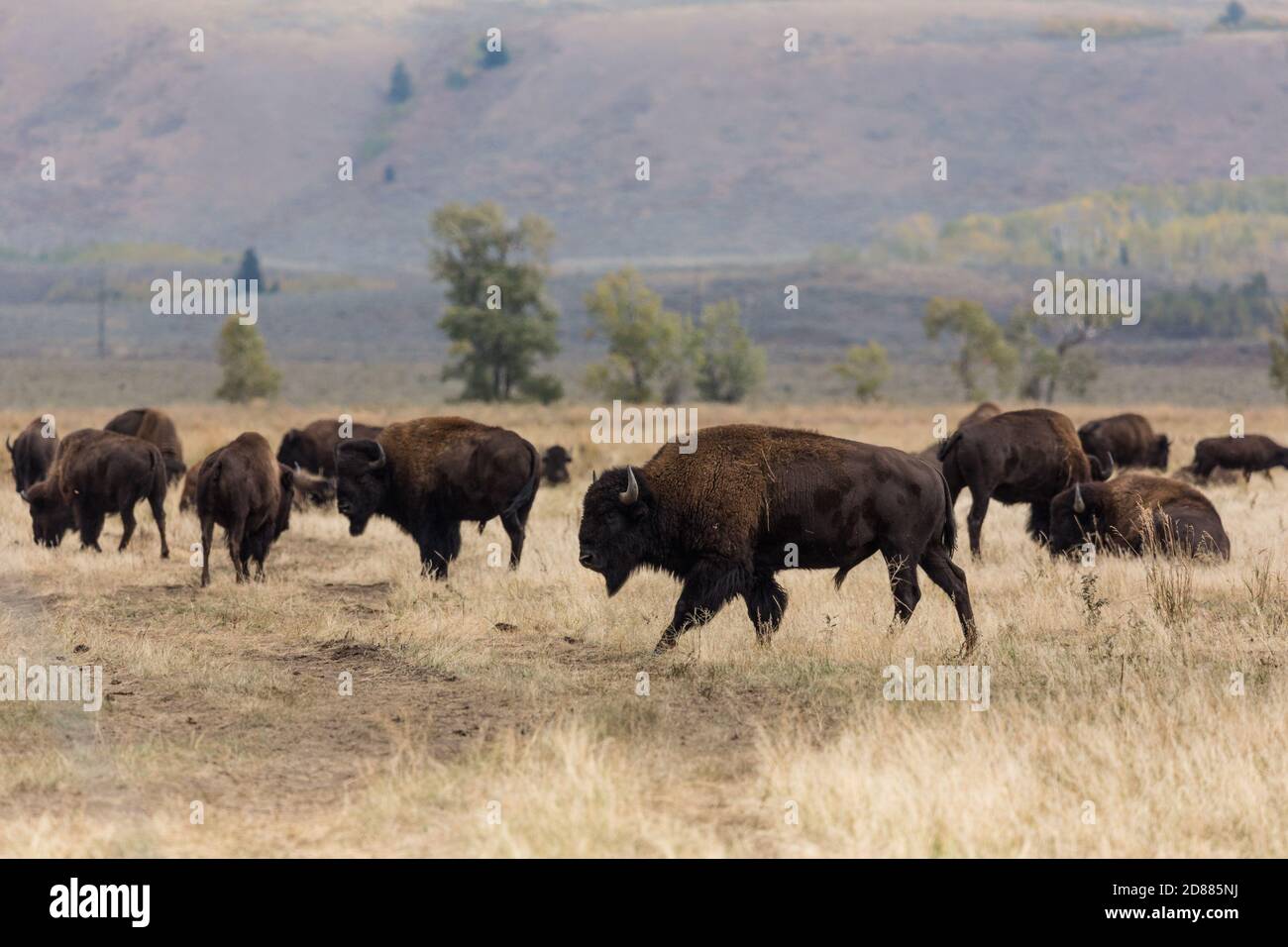 Mature aspen trees hi-res stock photography and images - Alamy