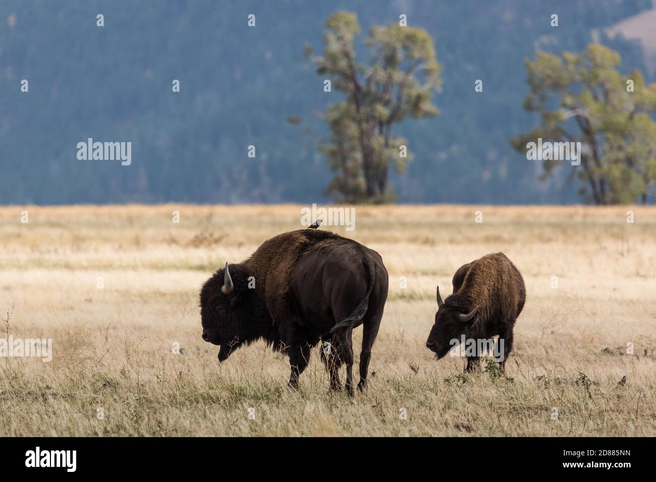 A Plains Bison bull and cow in Grand Teton Natonal Park in Wyoming, USA ...