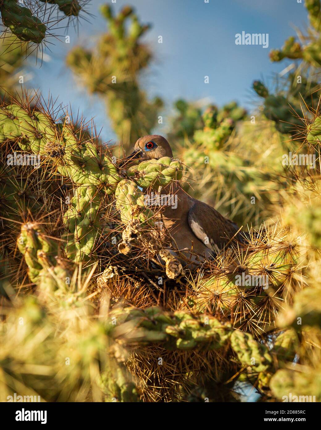 Sonoran desert red winged hi-res stock photography and images - Alamy