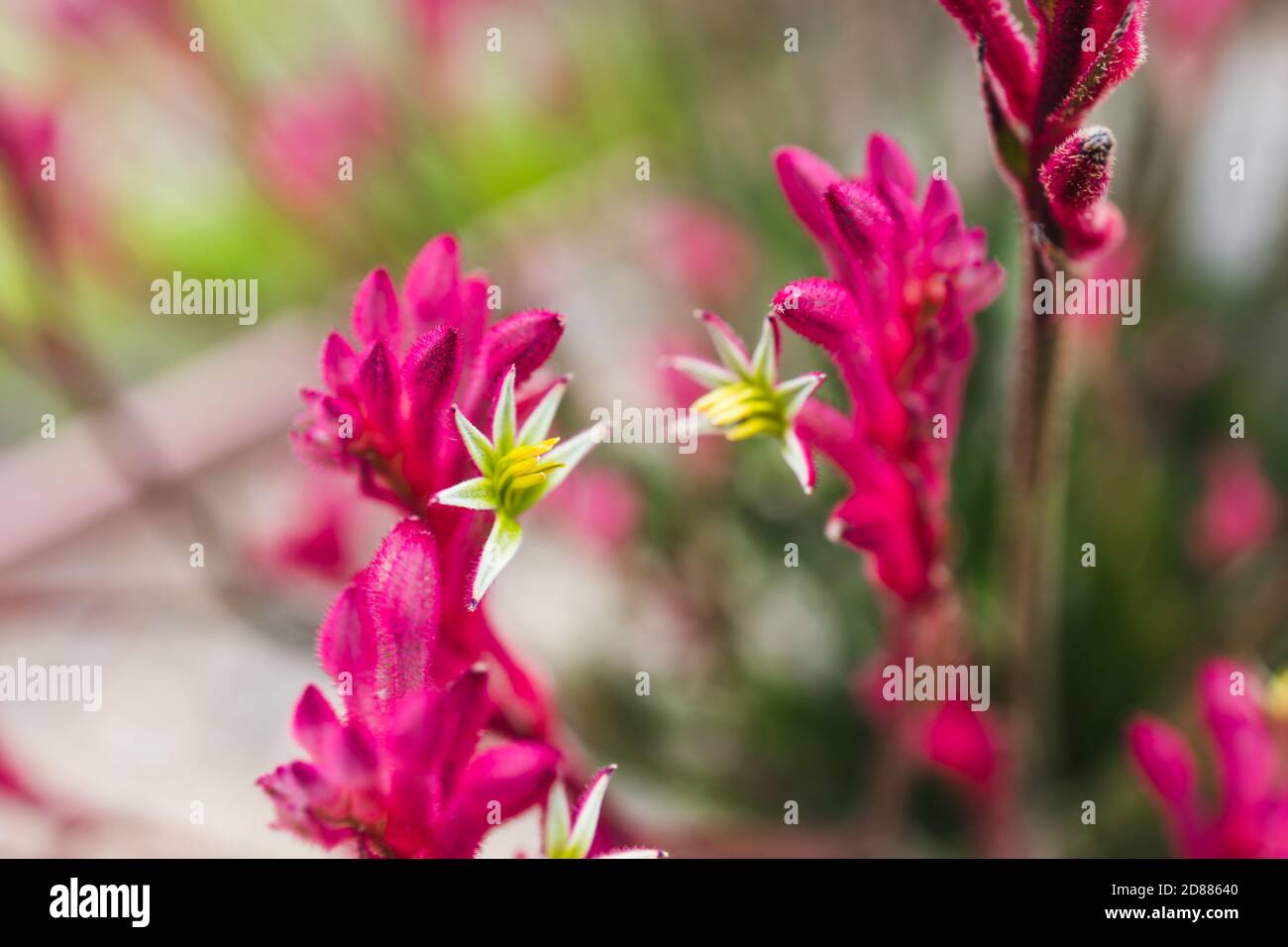 native Australian red kangaroo paws plant with red magenta flowers ...