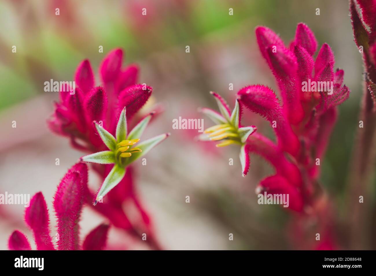 native Australian red kangaroo paws plant with red magenta flowers ...