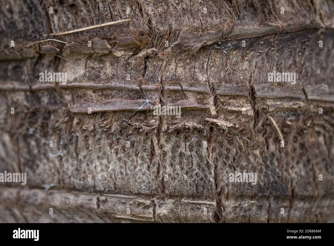 coconut tree trunk texture ,Thailand Stock Photo - Alamy