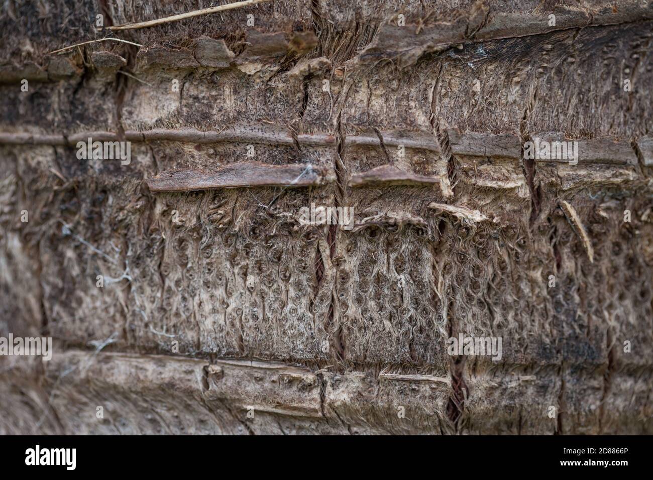 coconut tree trunk texture ,Thailand Stock Photo - Alamy