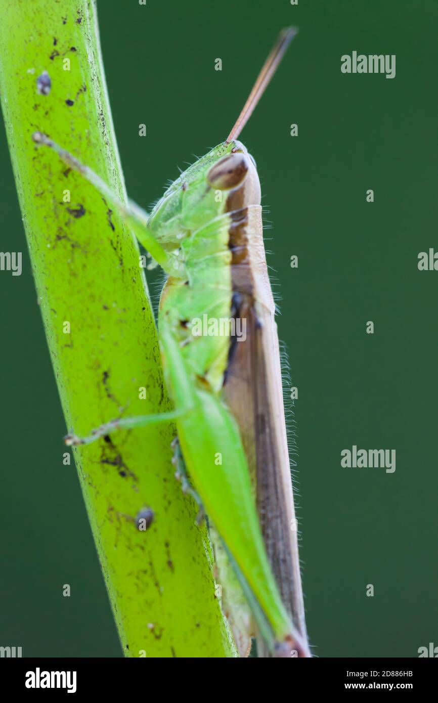 Grasshopper leaf dew hi-res stock photography and images - Alamy