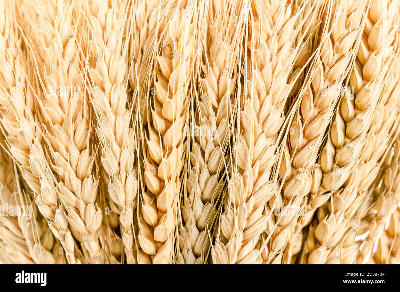 Texture of wheat as background Stock Photo - Alamy