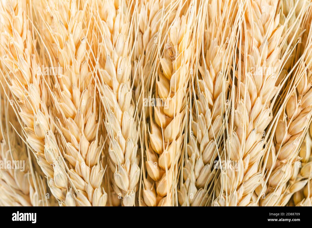 Texture of wheat as background Stock Photo - Alamy