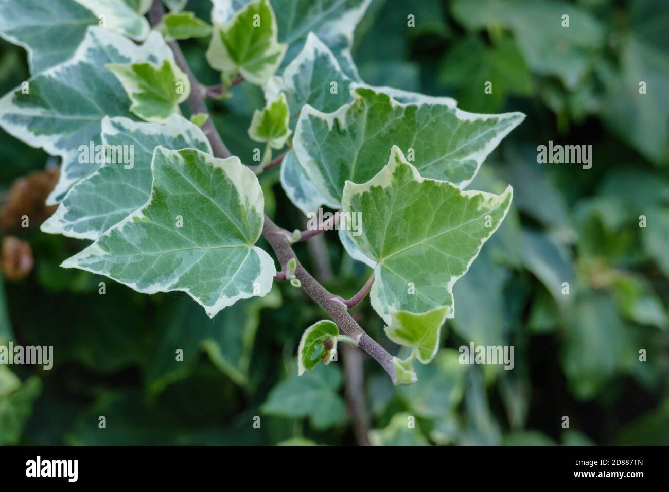 variegate ivy leaves close up with daylight Stock Photo - Alamy